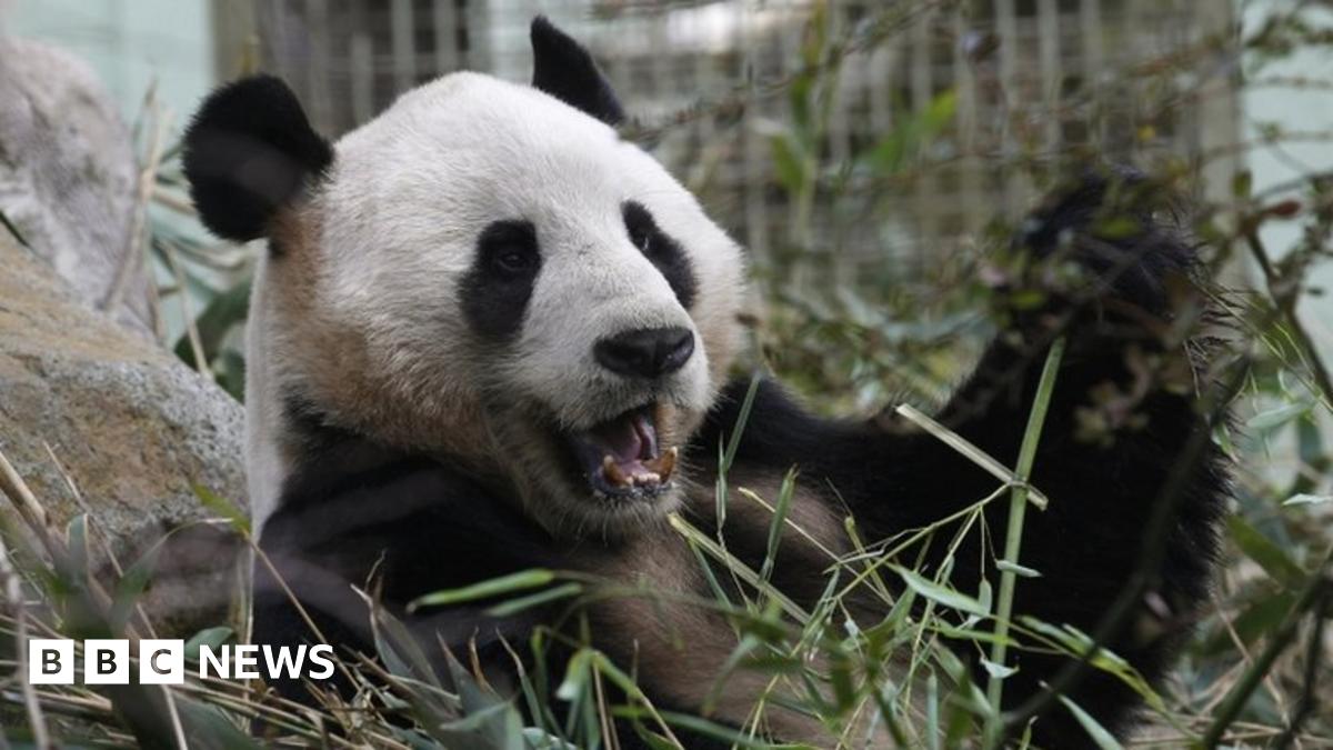 French ex-leader Giscard d'Estaing reveals panda attack - BBC News