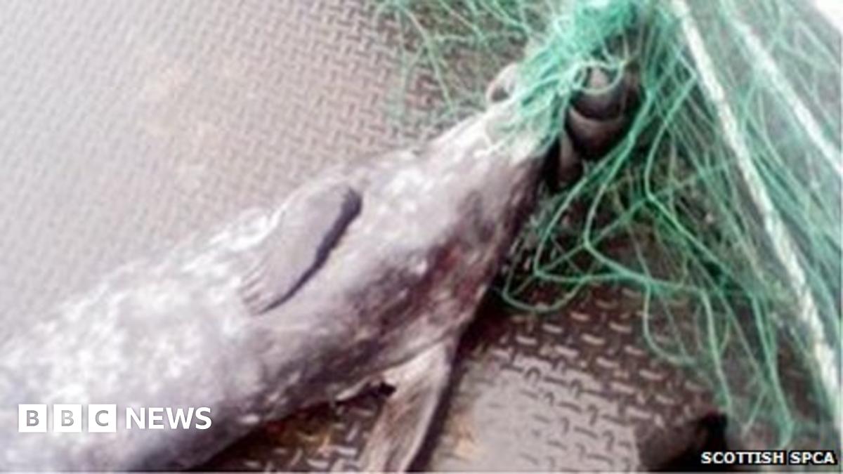 Salmon farmer convicted over seal risk nets - BBC News