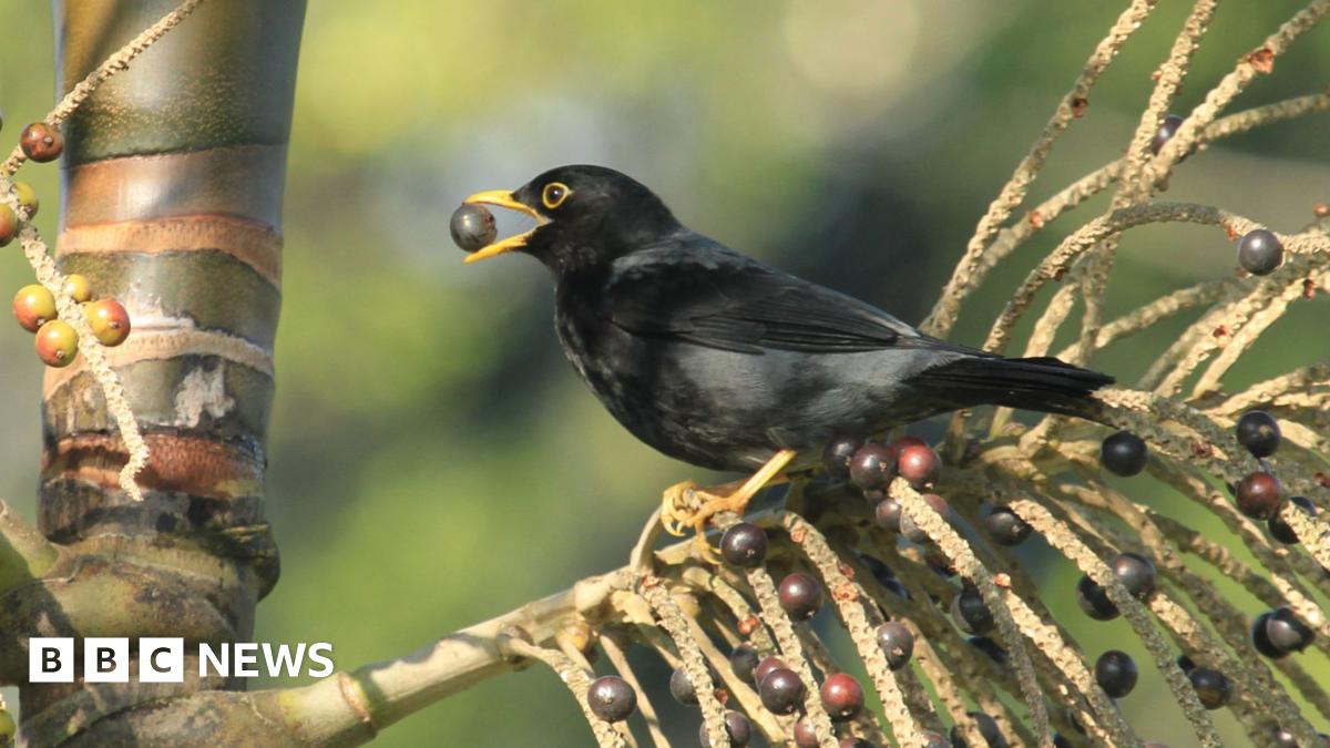 Brazil rainforest deforestation leads to seed shrinkage - BBC News
