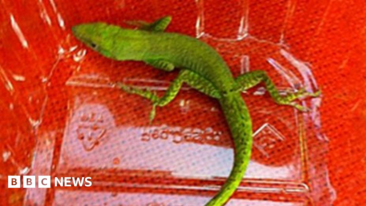 Caribbean lizard found in banana box in Devon - BBC News