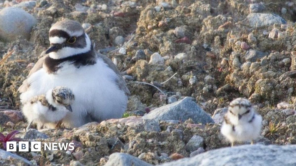 Rare little ringed plover chicks born at Loch Leven reserve - BBC News