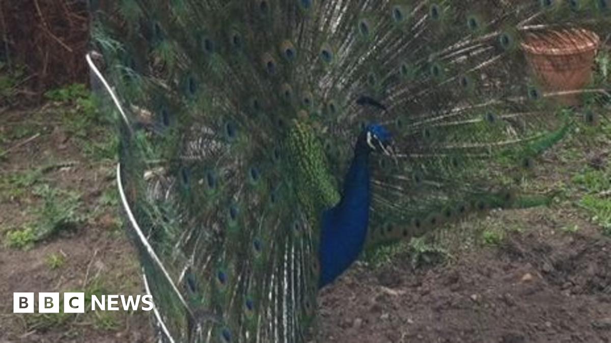 Derbyshire villagers search for peacock's owner - BBC News