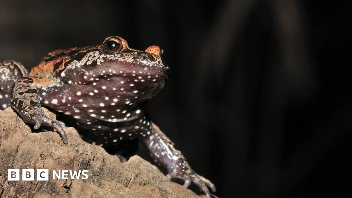 Rediscovered Hula painted frog 'is a living fossil' - BBC News