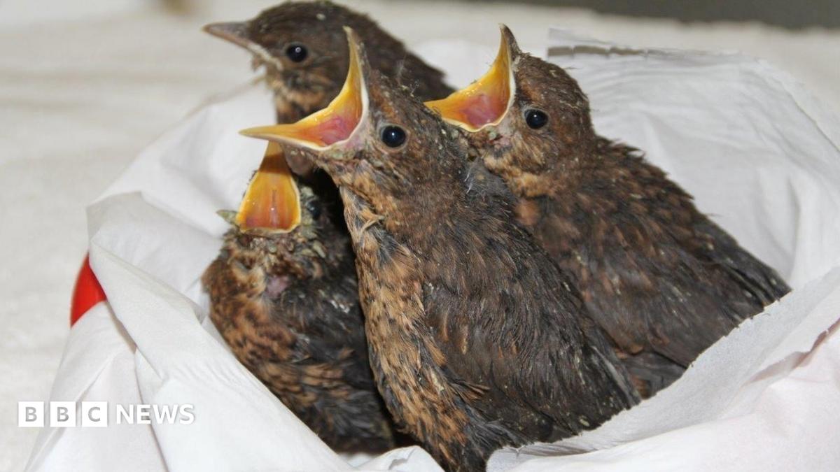 Trailer chicks found 300 miles from home in Stamford - BBC News