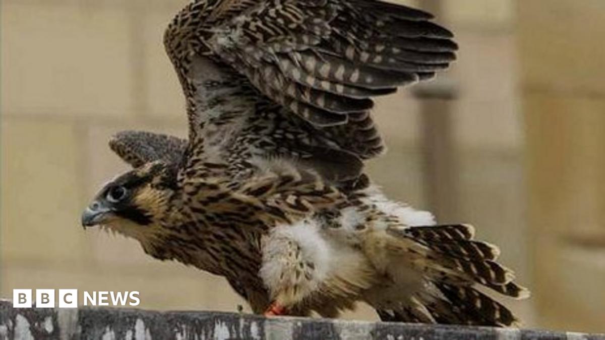 Norwich Cathedral peregrine falcon: Chick found dead - BBC News