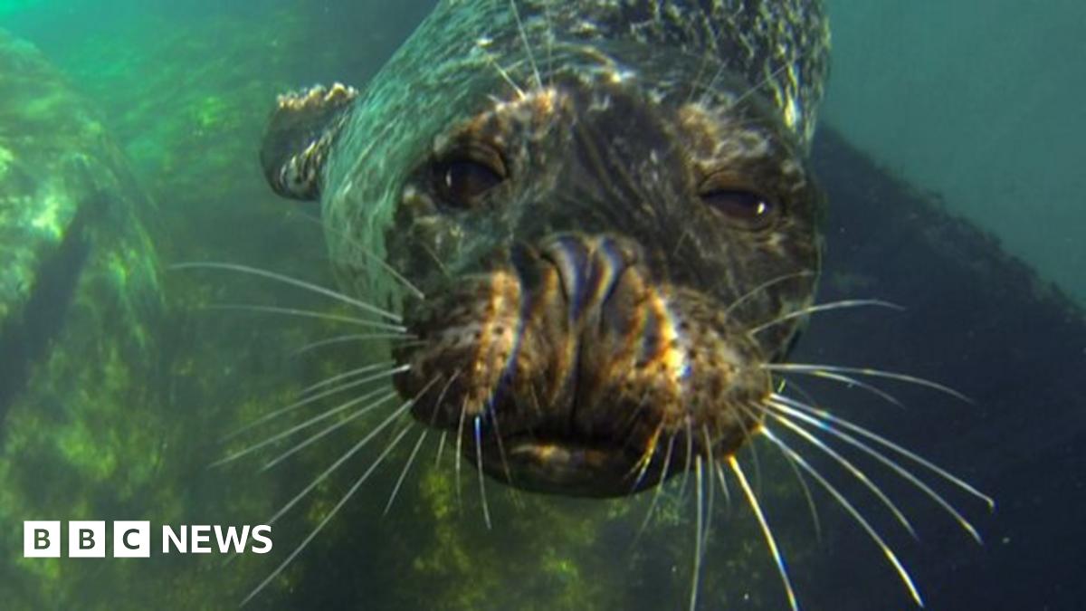 Oxygen mystery: How marine mammals hold their breath - BBC News