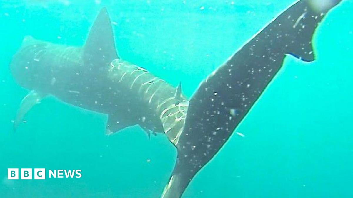 Satellite tags uncover basking shark behaviour - BBC News