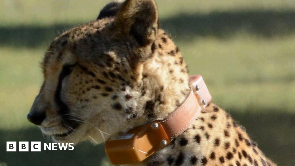 Cheetah tracking study reveals incredible acceleration - BBC News