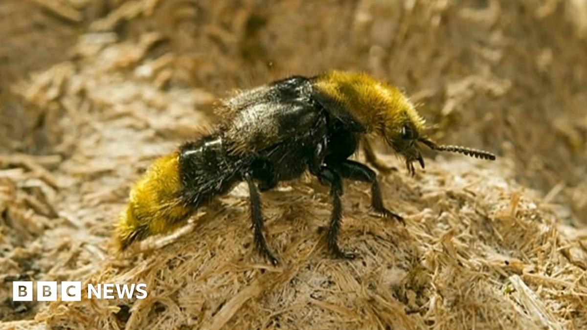 Endangered Maid of Kent beetle makes rare appearance - BBC News