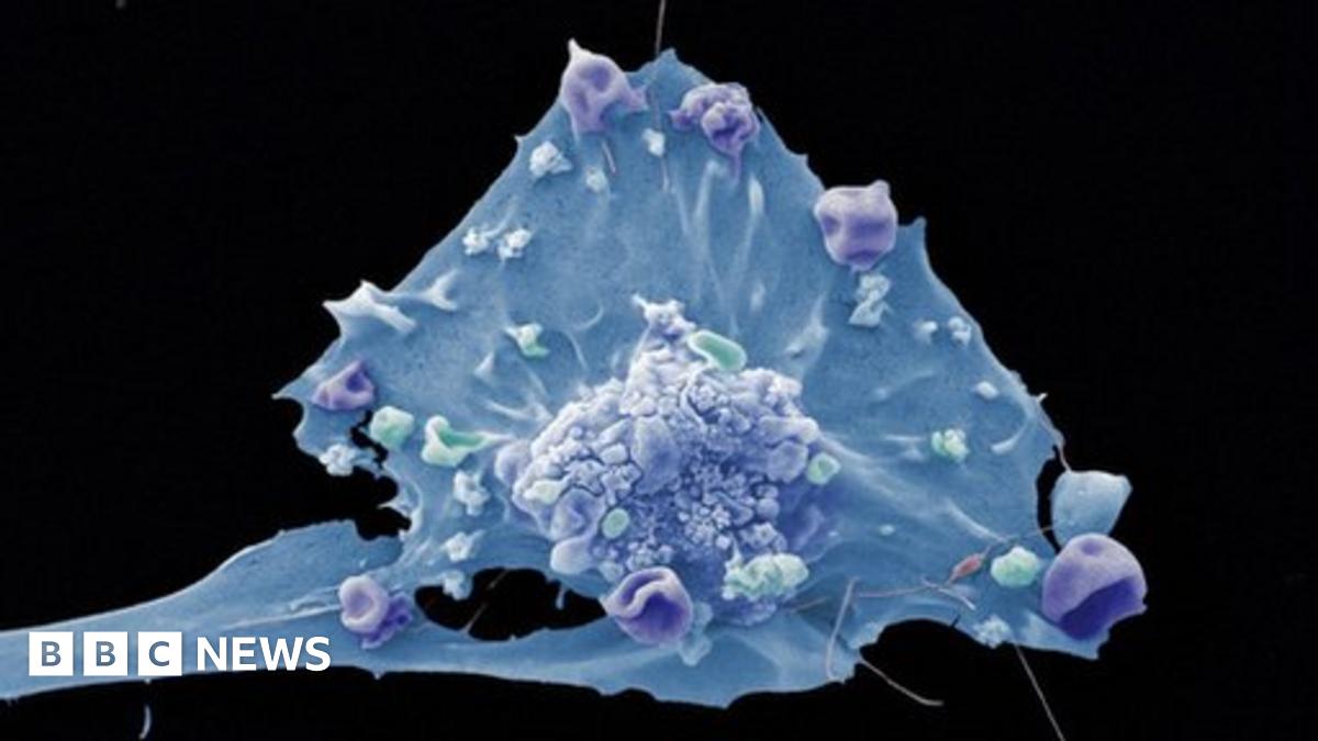 Michael Stratton, cancer gene scientist, knighted - BBC News