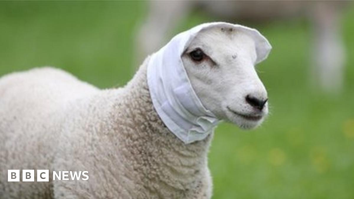 Gotham attack victim lamb wears a hat to help his recovery - BBC News
