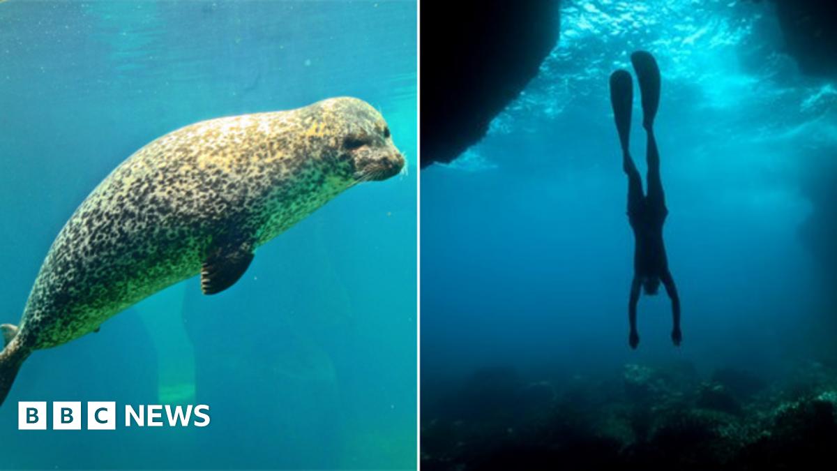Man v seal: How we compare with our marine cousins - BBC News