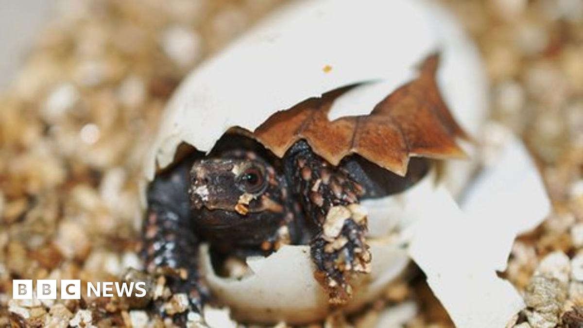 Rare spiny turtle hatches at Chester Zoo - BBC News