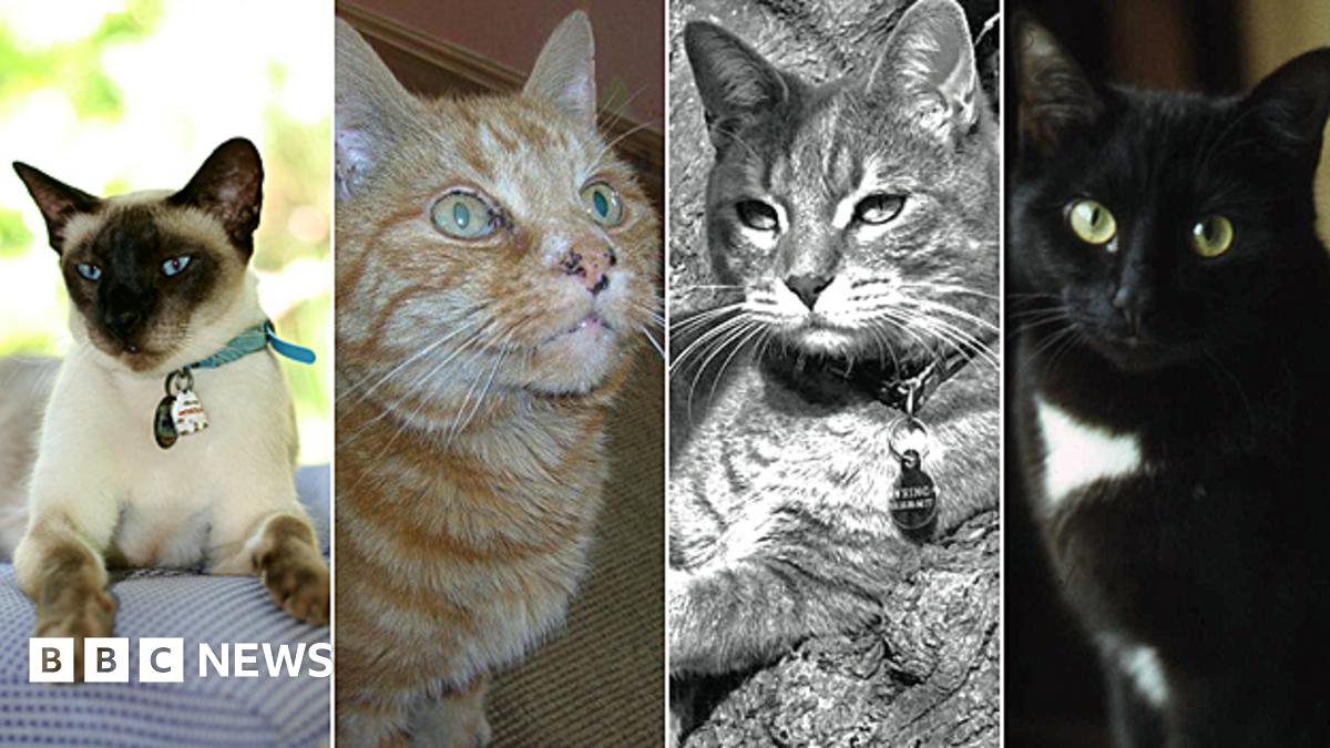 Secret life of the cat: Your feline tales - BBC News