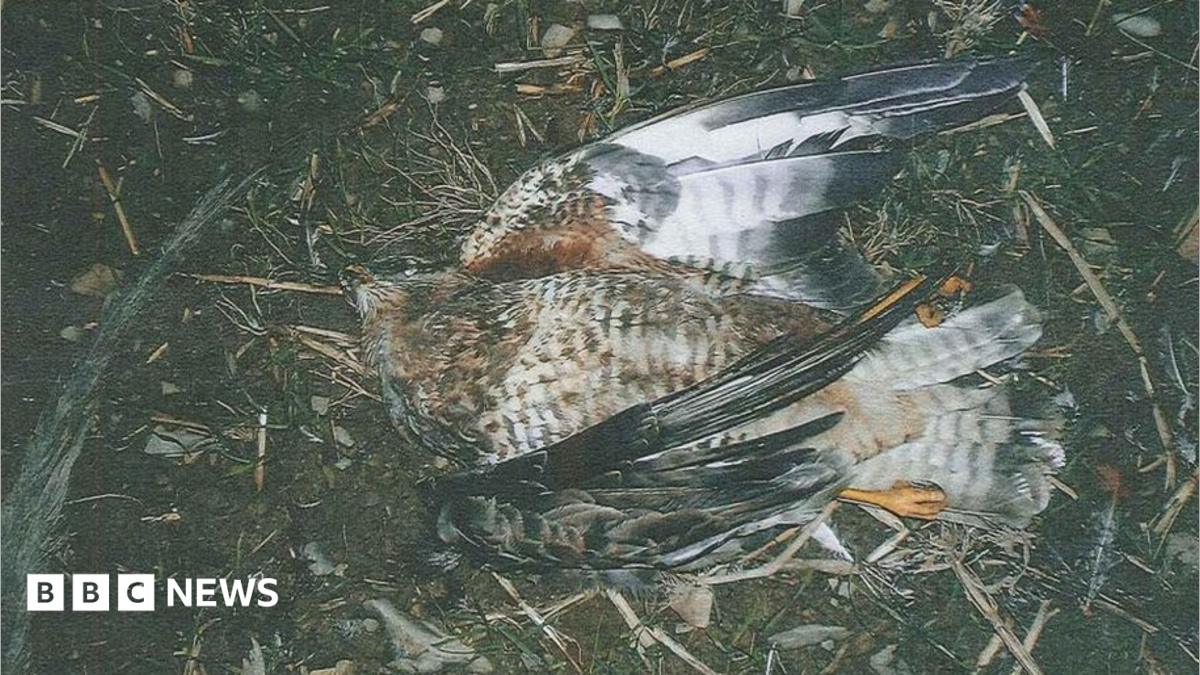Galloway gamekeeper Peter Bell admits buzzard poisoning - BBC News