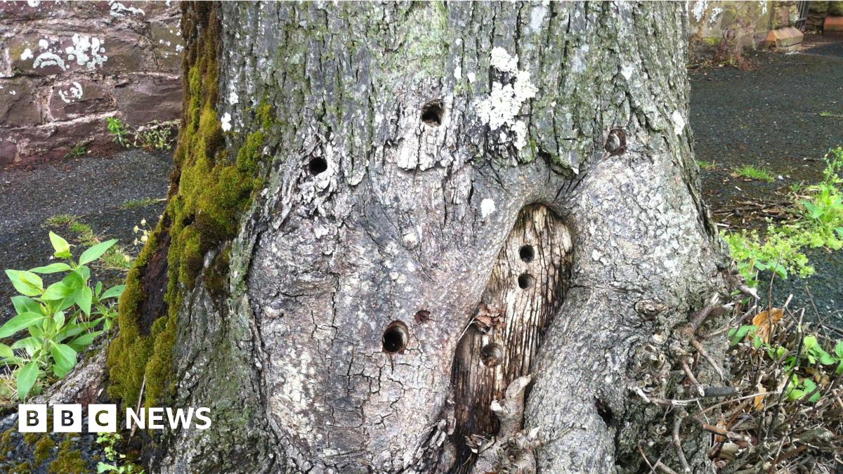 Torquay lime tree 'poisoning' investigated by police - BBC News