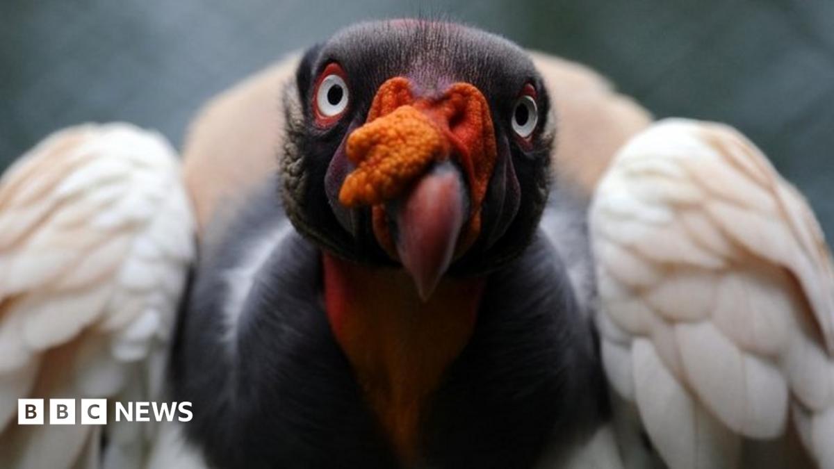 Exotic animals seized at Heathrow and Gatwick airports - BBC News