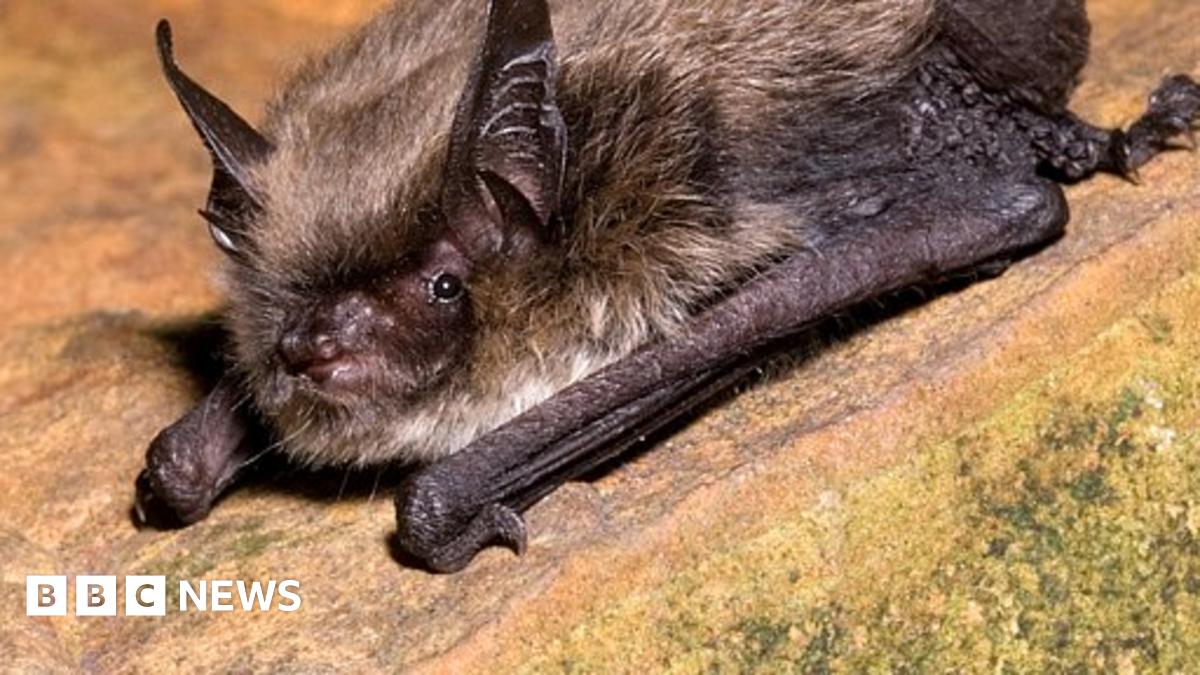 Norfolk Bat Survey: BTO research indicates new species - BBC News