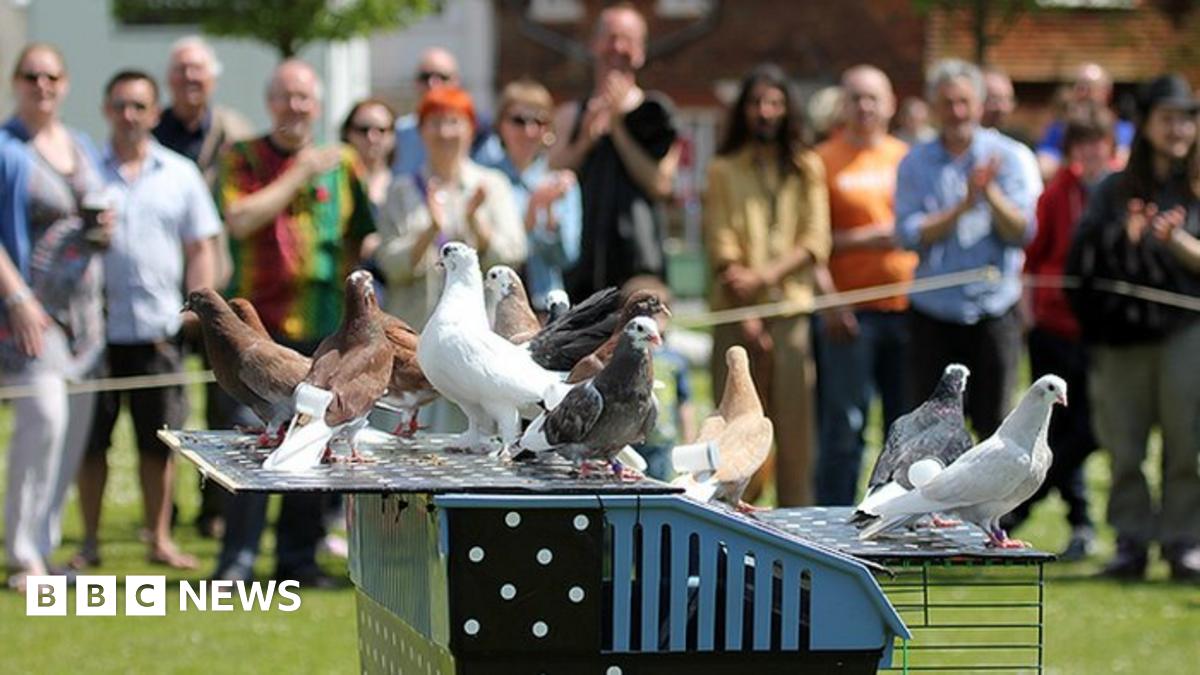 Pigeon whistles: Audible Forces features pigeons 'making music' - BBC News