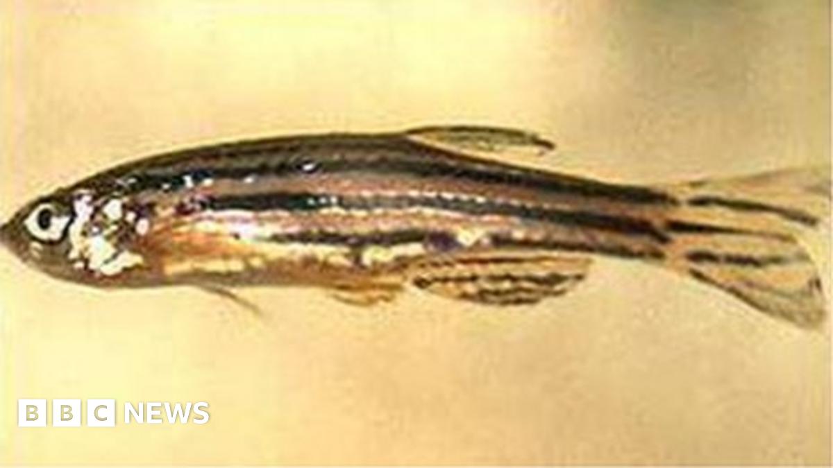 Fish study may help multiple sclerosis treatment - BBC News