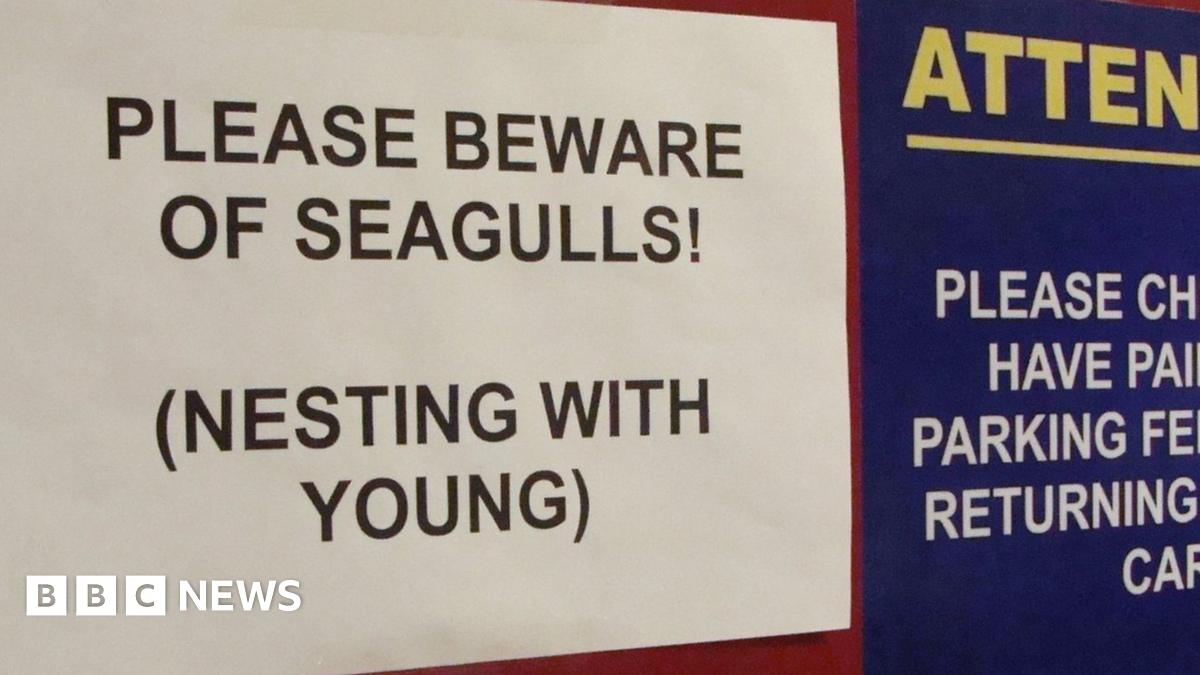 Seagull menace hovers over Belfast city centre - BBC News