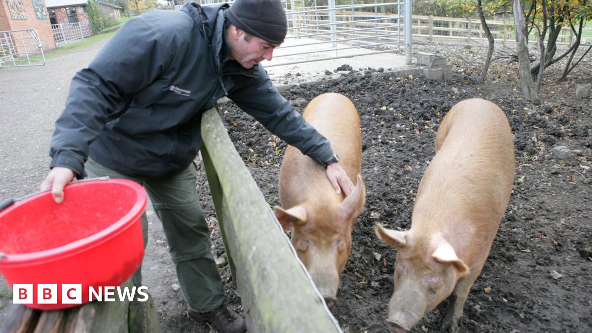 Bill Quay Community Farm at risk of closure - BBC News