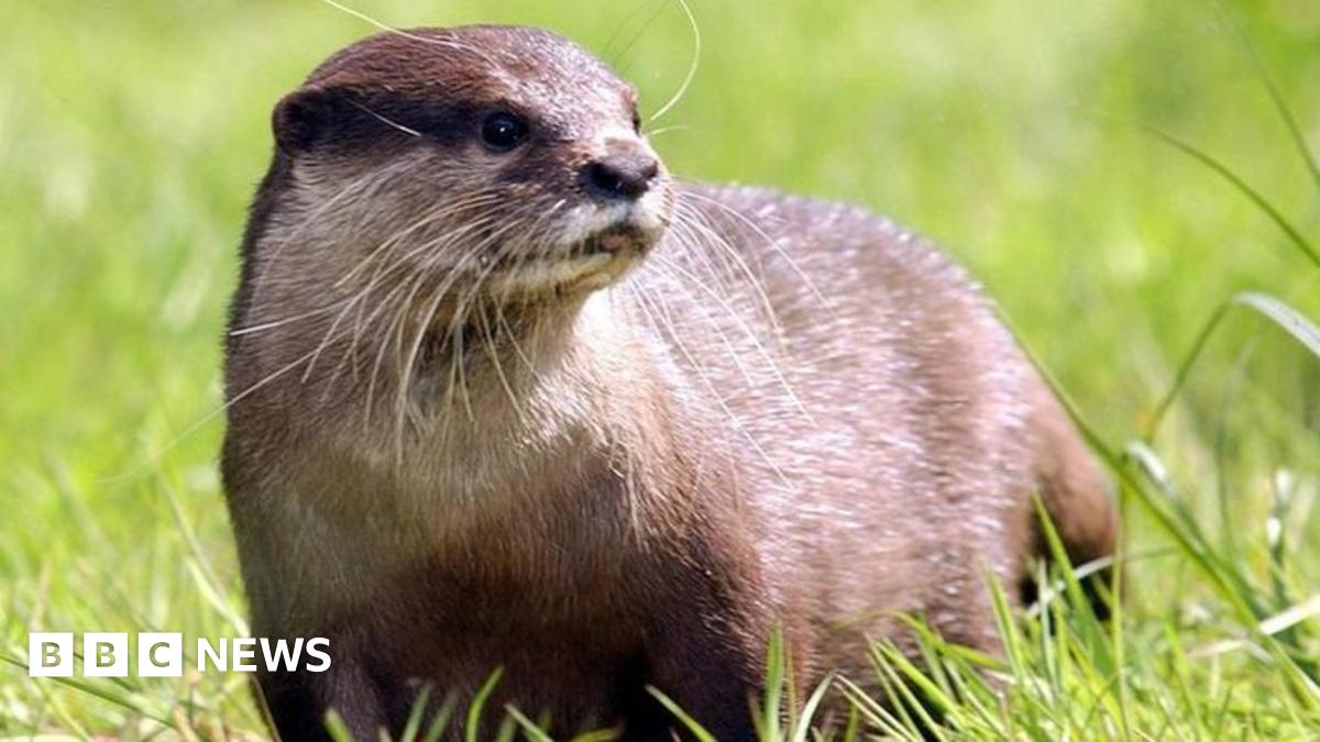 Cardiff University Otter Project under threat after funds pulled - BBC News