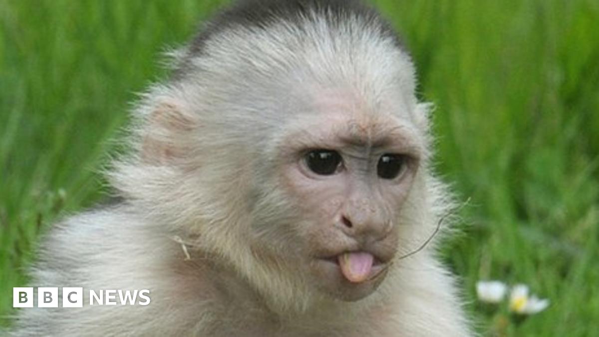 Justin Bieber monkey leaves quarantine in German zoo - BBC News