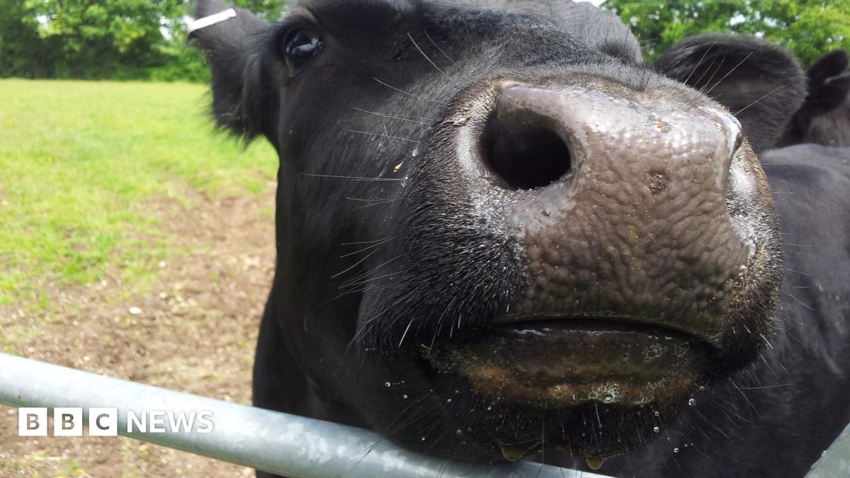 Chasing cows: Walking with bored bovines - BBC News