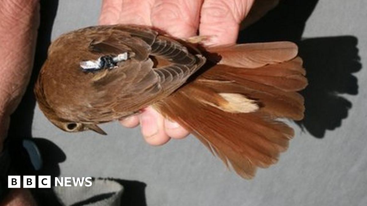 Nightingales' tags reveal habitat change on migratory routes - BBC News