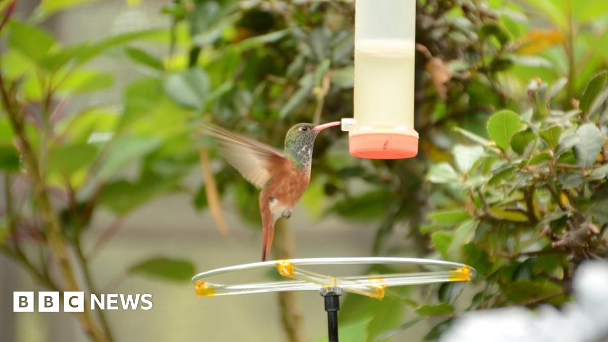 Hummingbirds' wings 'shape-shift' - BBC News