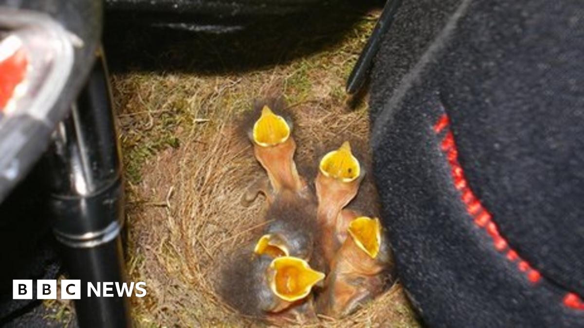 Robin chicks hatch in golf bag - BBC News