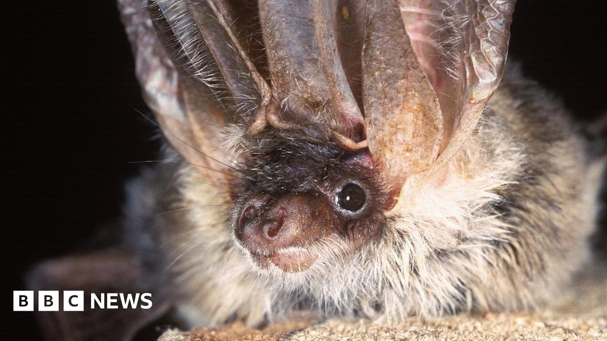 Maps offer insight into UK bat distribution - BBC News