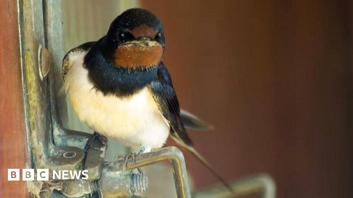 Norfolk Broads boat nest for swallow family - BBC News