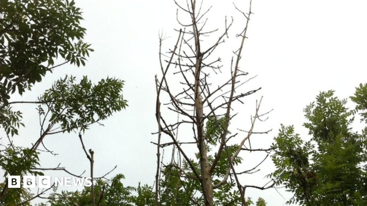 Devon ash trees burned in deadly fungus fear - BBC News