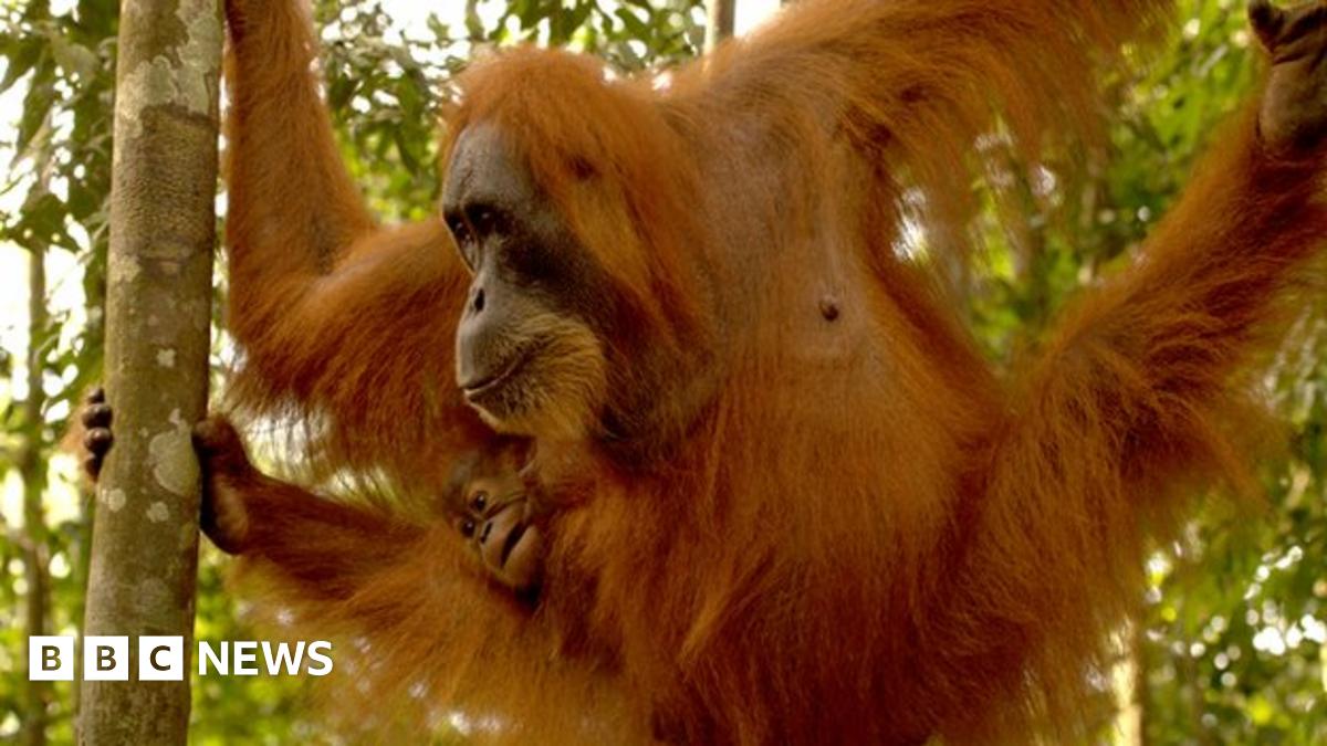 Sumatran orangutans: Meeting the refugees of the lost rainforest - BBC News