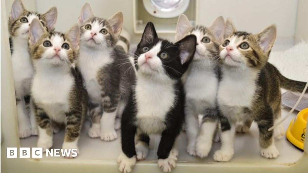 HMP Parc finds kittens in prison vehicle - BBC News