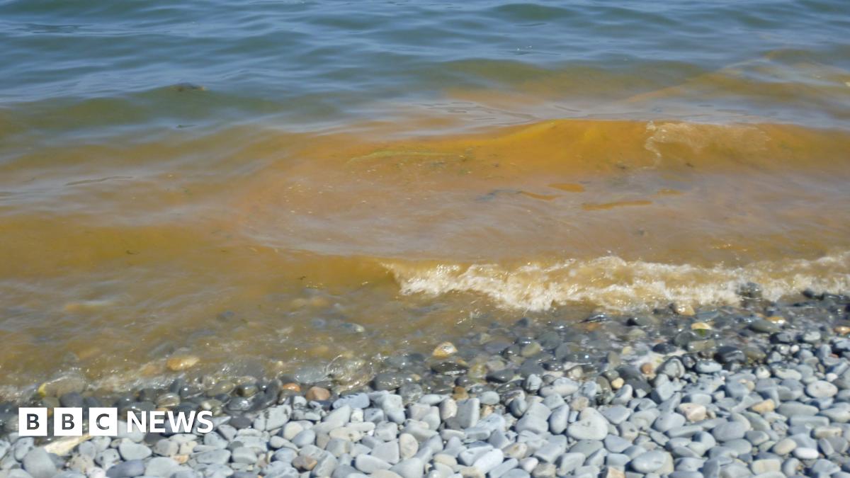 Orange algae in sea off north Wales 'not harmful' - BBC News