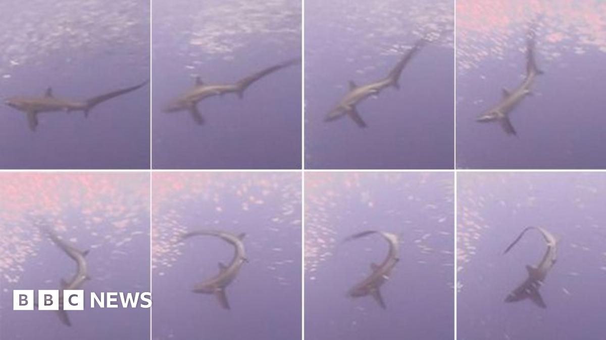 Thresher sharks stun prey with tail slaps - BBC News