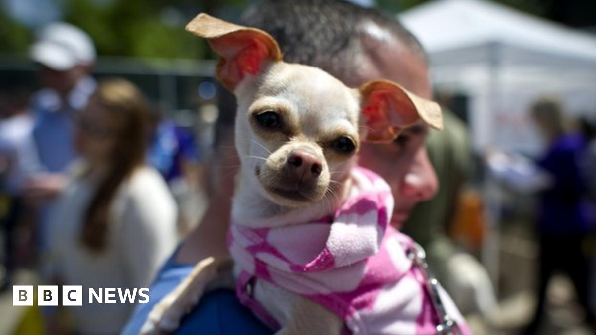 DNA confirms ancient Asian origin for American dogs - BBC News