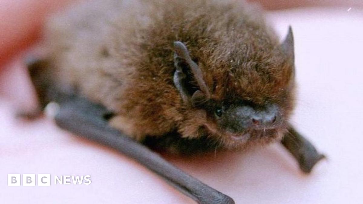 Police probe after 12 dead bats found in St Andrews - BBC News