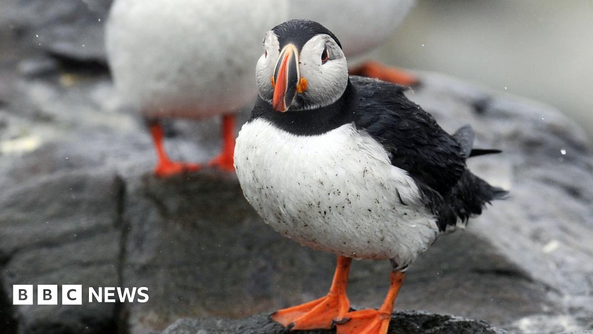 Puffin census on Farne Islands shows numbers rising - BBC News