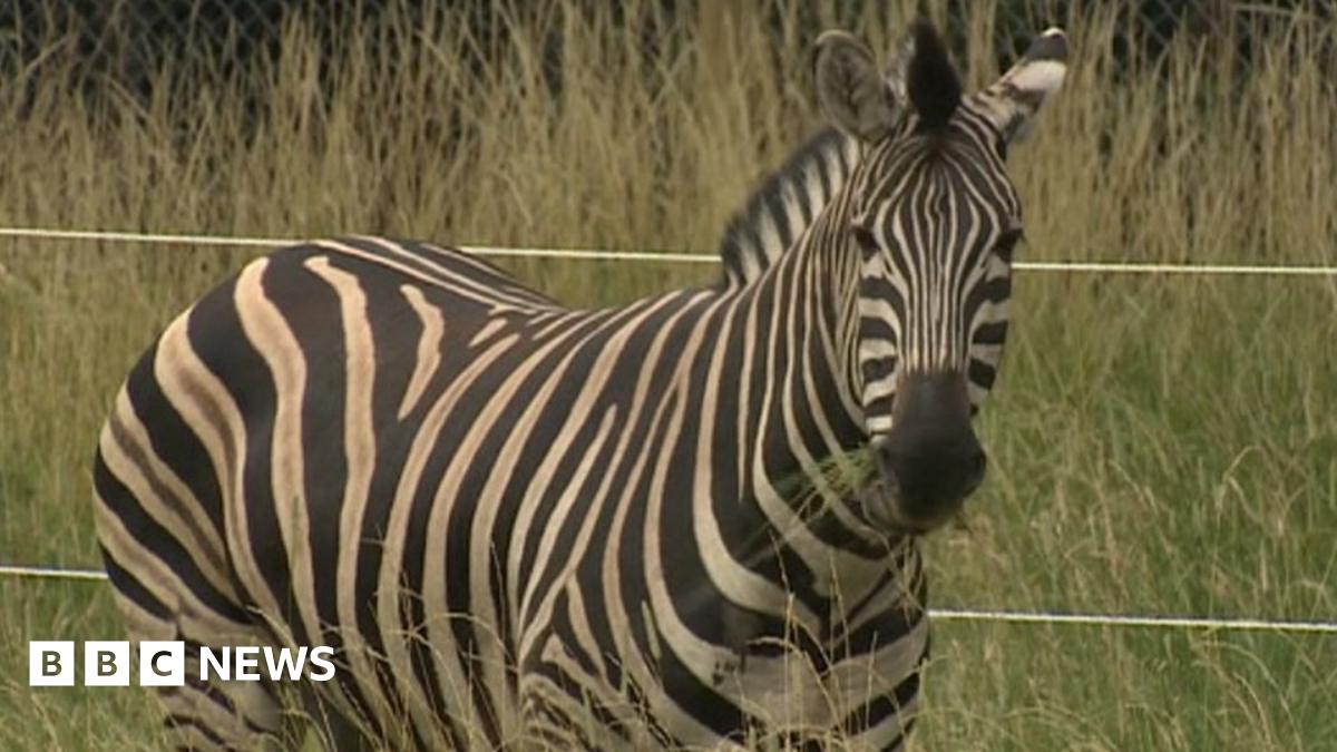 Wild Place Project helps conserve endangered animals - BBC News