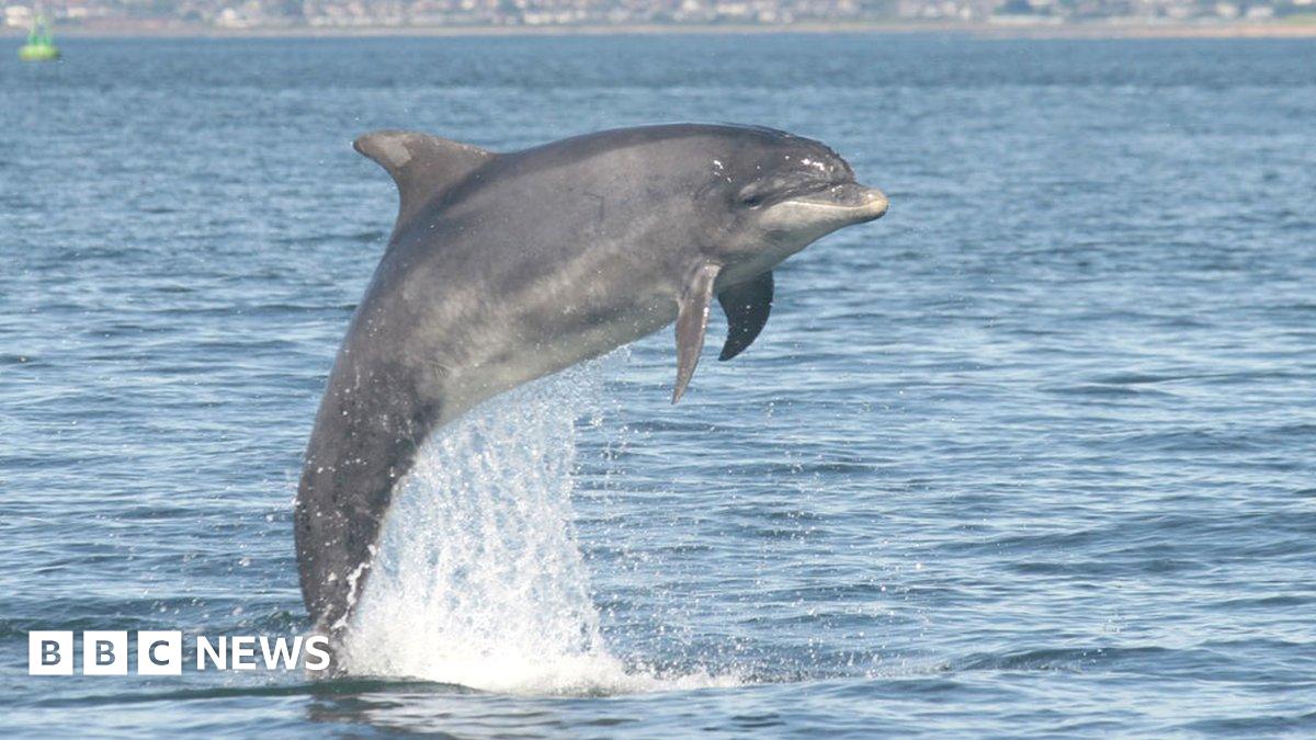 Dolphins 'call each other by name' - BBC News