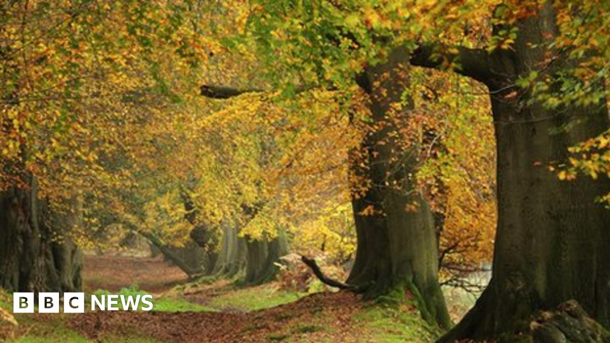 UK forests still feeling the impacts of 1976 drought - BBC News