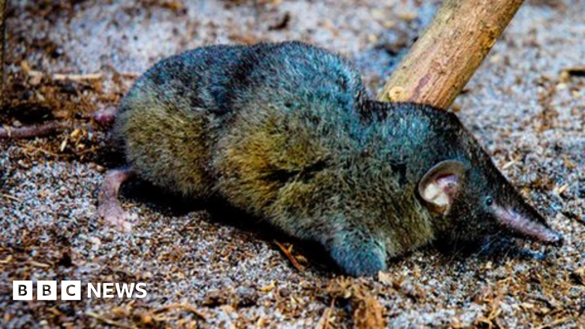 New species of super-strong 'Hero Shrew' discovered - BBC News