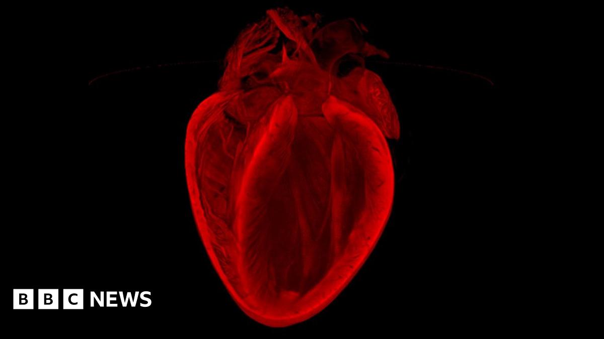 In pictures: Inside the heart - BBC News