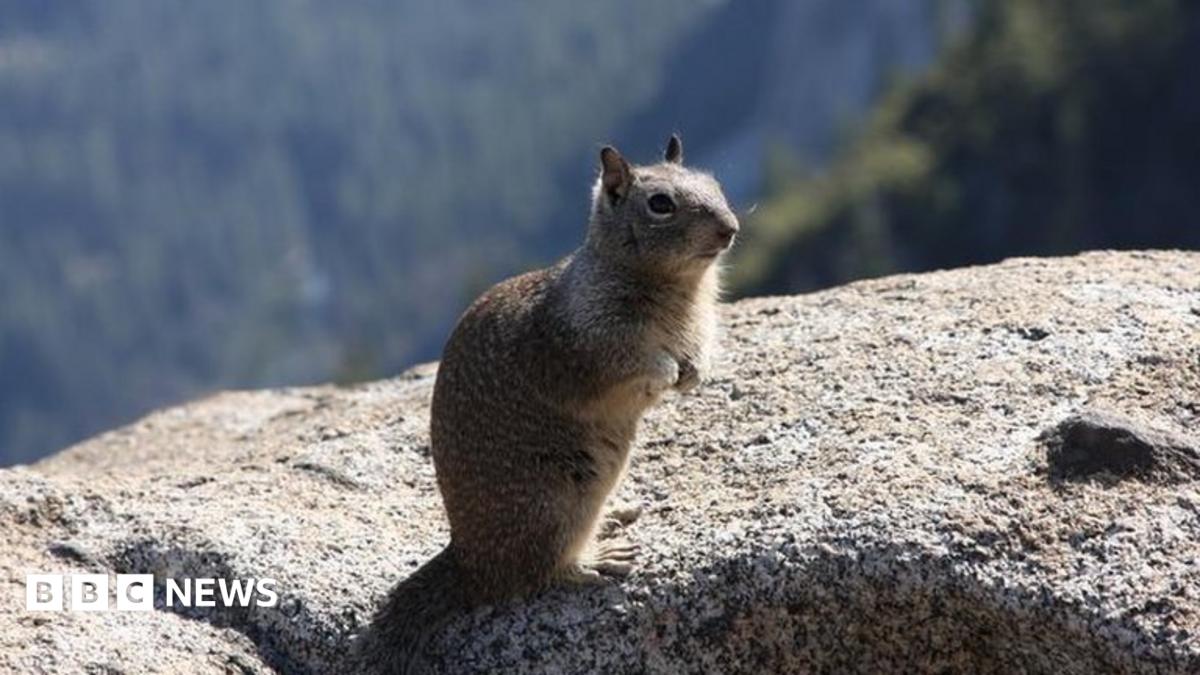 Plague-infected squirrel shuts Los Angeles park - BBC News