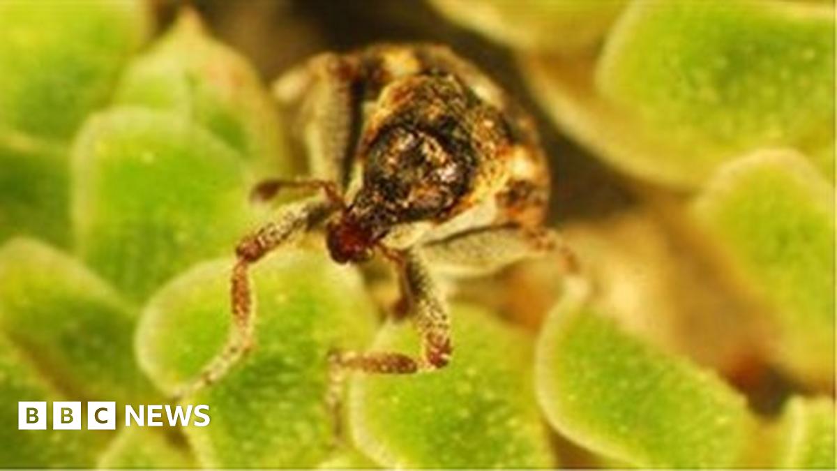 Huddersfield Broad canal gets weed-munching weevils - BBC News