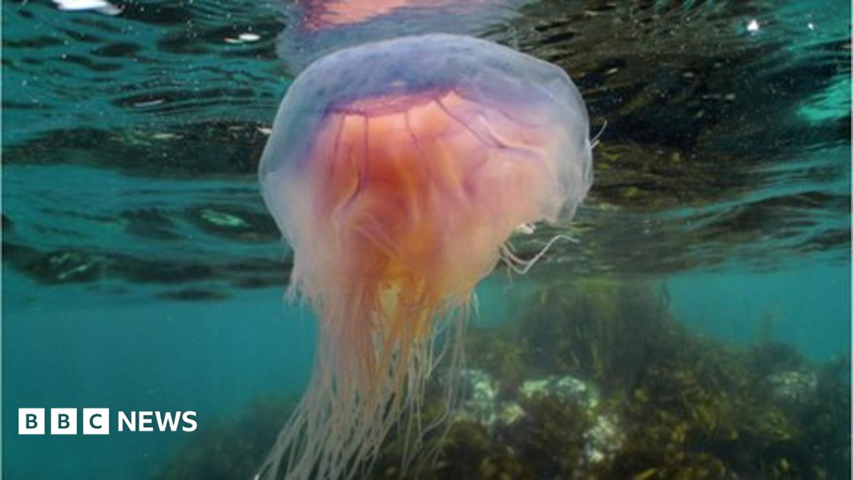 Warm weather sees boom in UK jellyfish blooms - BBC News